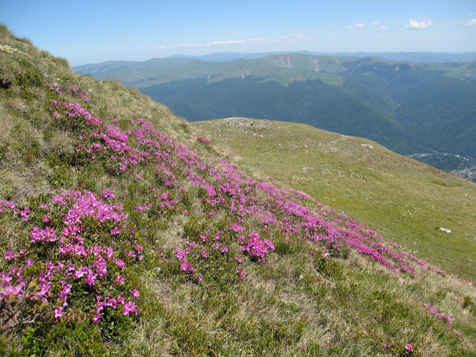 Impresii de calatorie: 31 mai 2018, plin sezon la rododendron in Bucegi