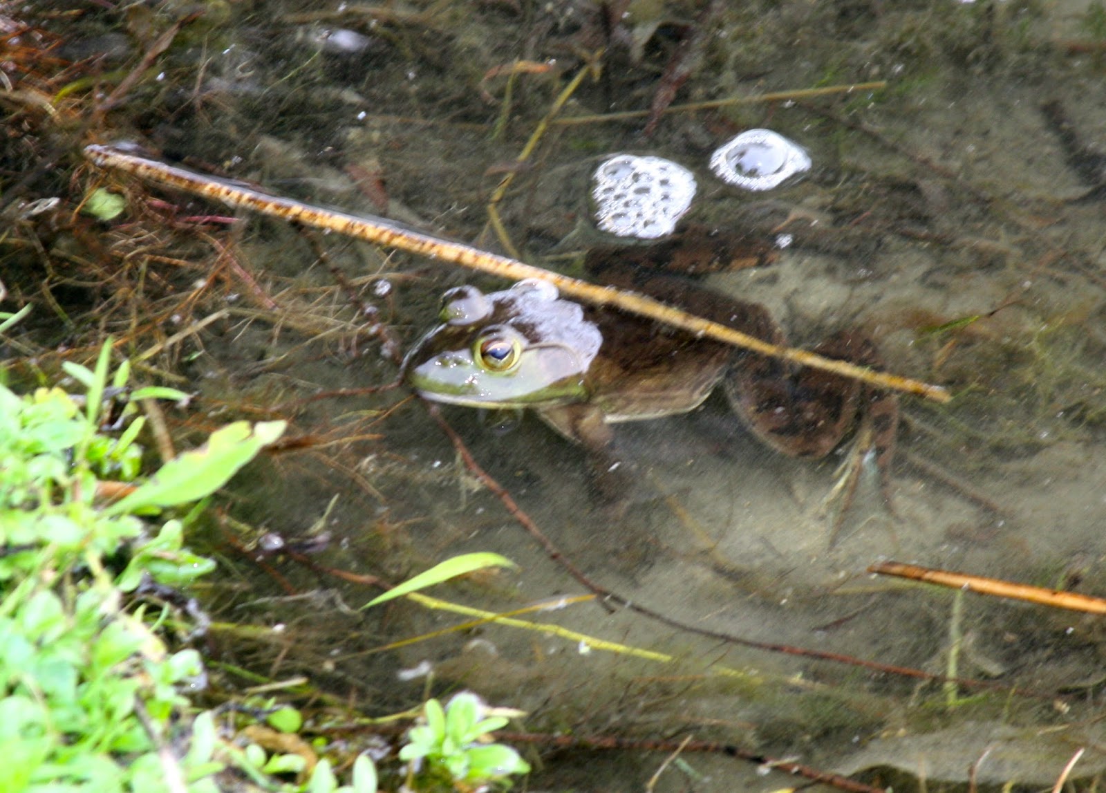 The Evolving Elseners: Bullfrog Hunting