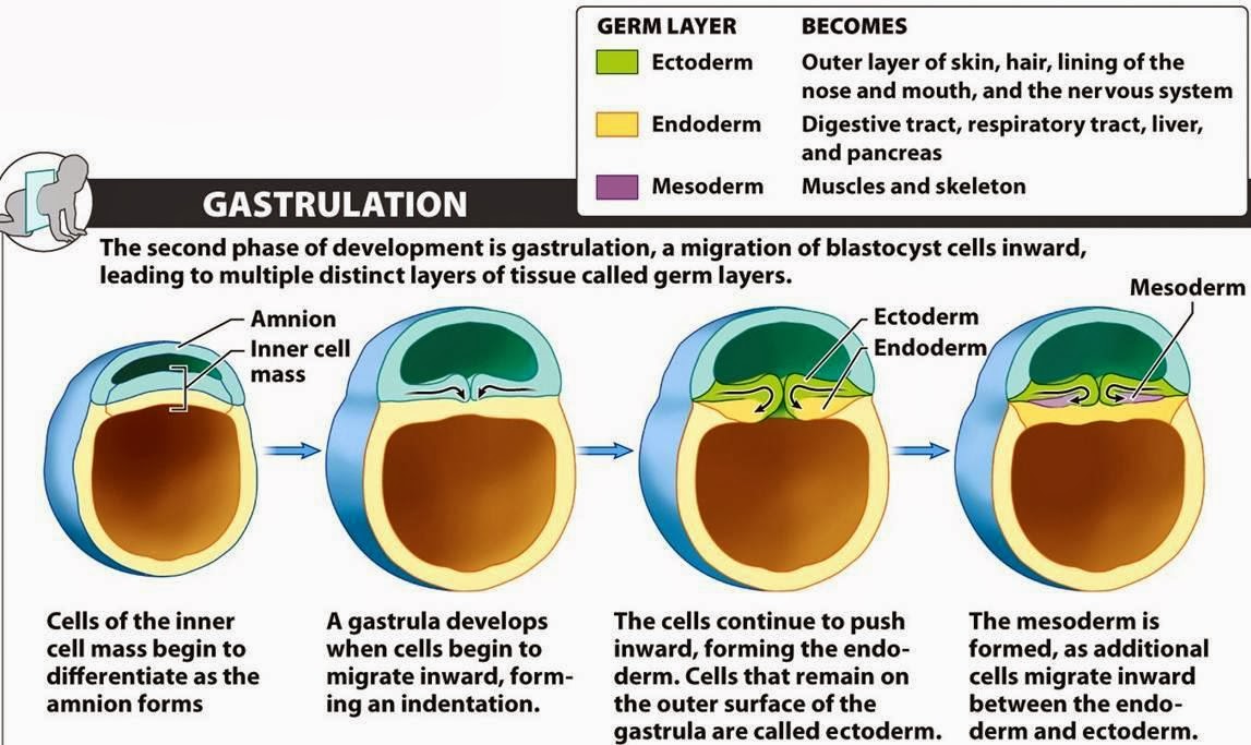 Ciencias de Joseleg: Introducción al mesodermo gastrular