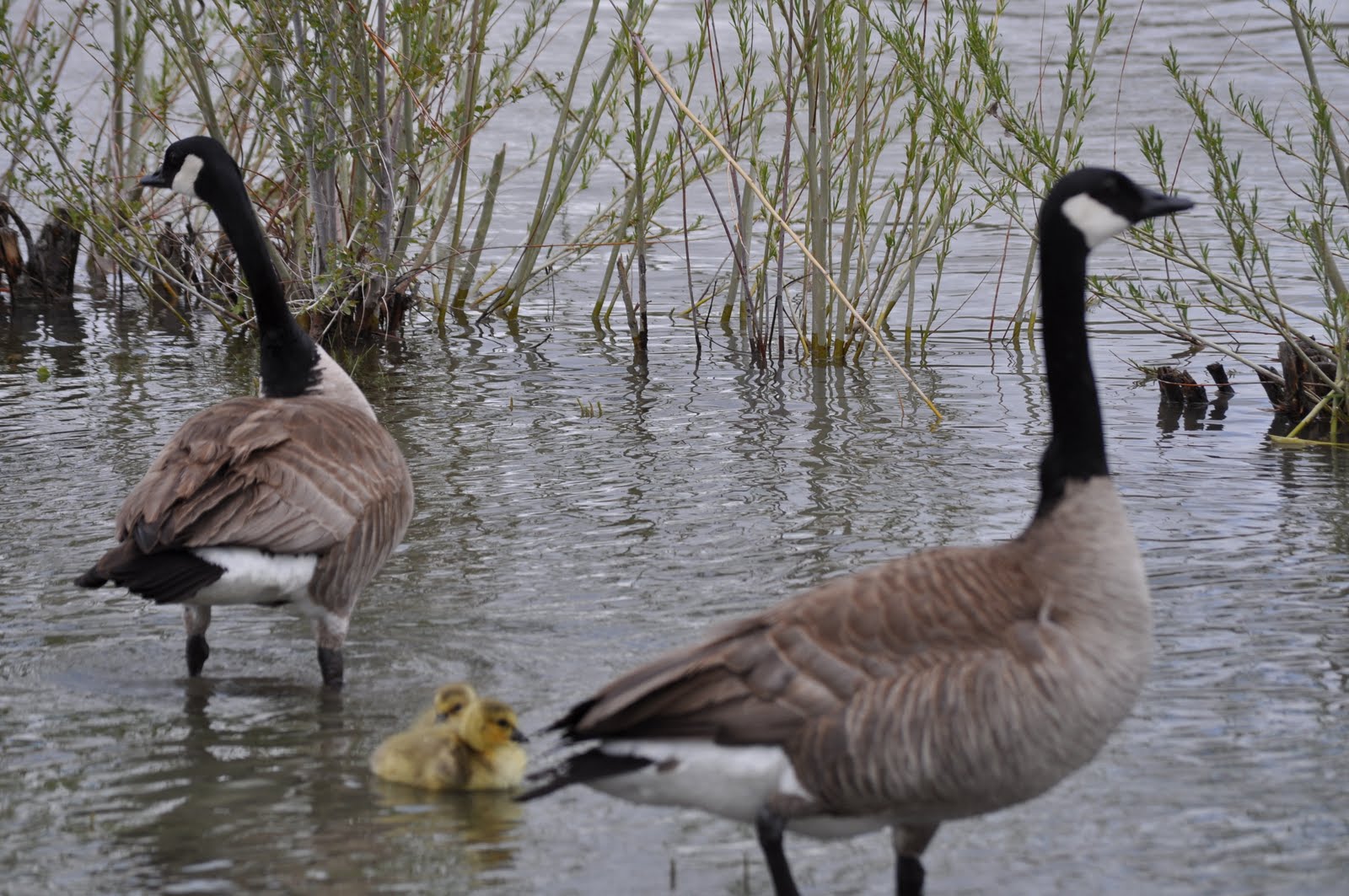 Weeping Willow Art, and me loved ones: Snake River Geese