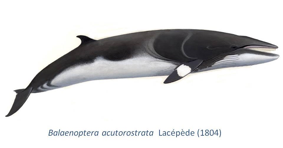 BALLENA MINKE