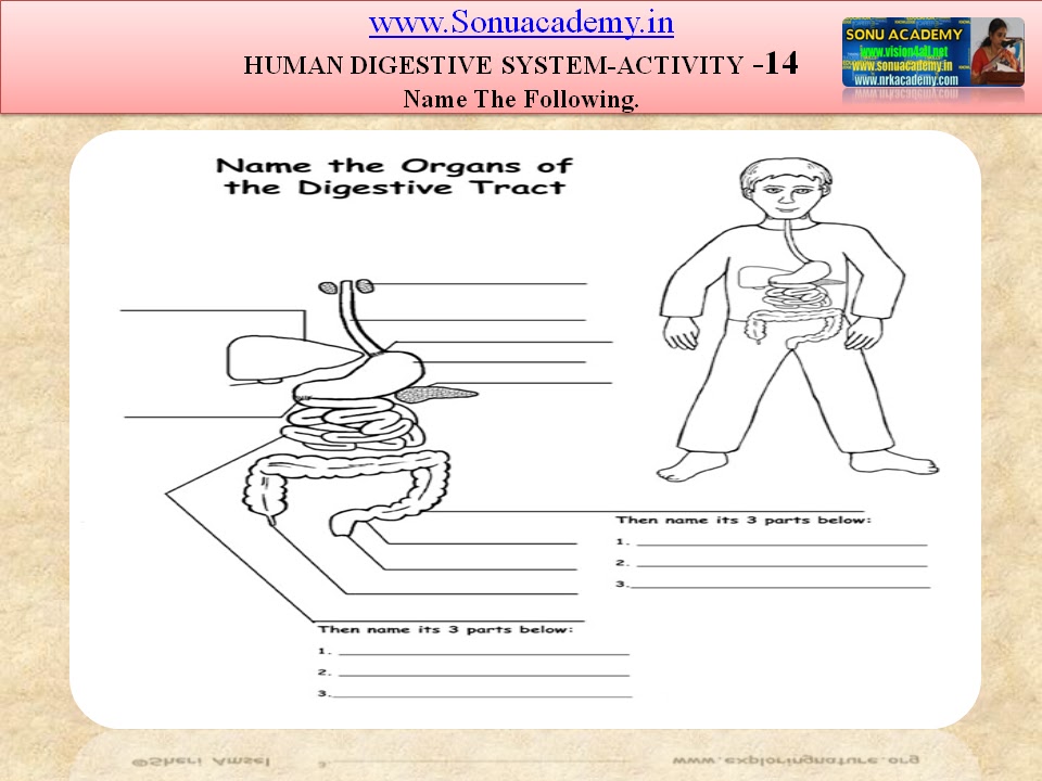 SONU ACADEMY: HUMAN DIGESTIVE SYSTEM- ACTIVITY-14