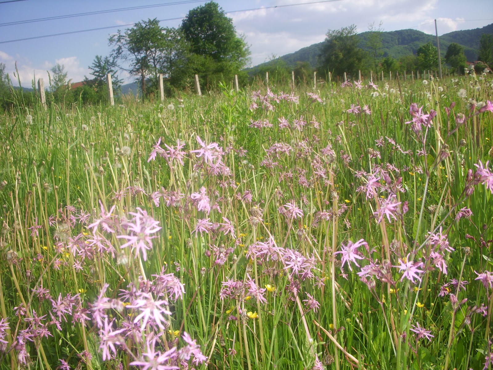 Eko sekcija Sevar: Livade u proljece