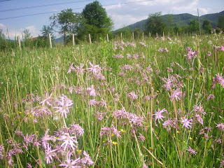 Eko sekcija Sevar: Livade u proljece