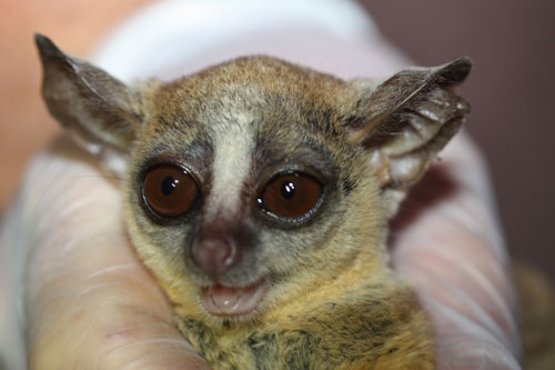 Dwarf Galago Project: september 2012
