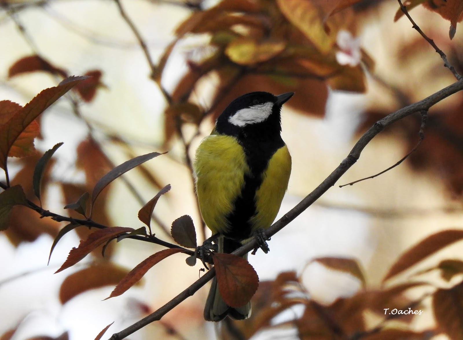 PASARI DIN ROMANIA: PITIGOI MARE, Parus major