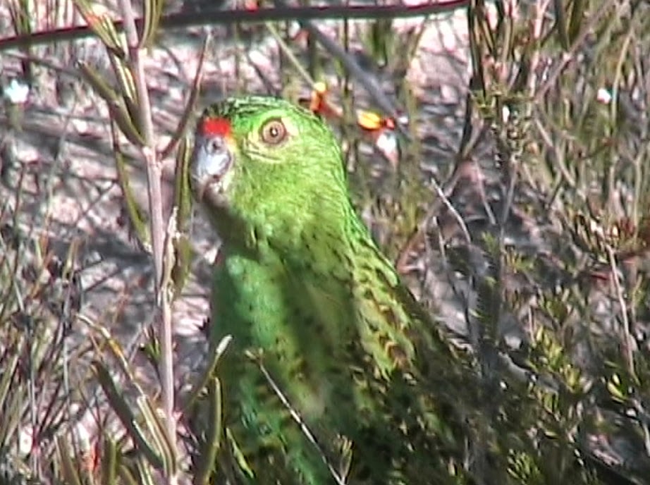 Western Ground Parrot history: July 2014