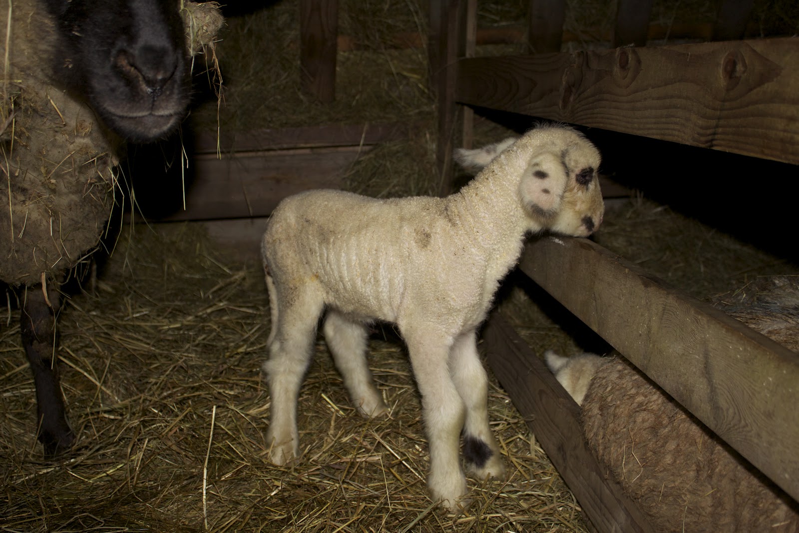 Bandit Stole my Heart: The life of sheep