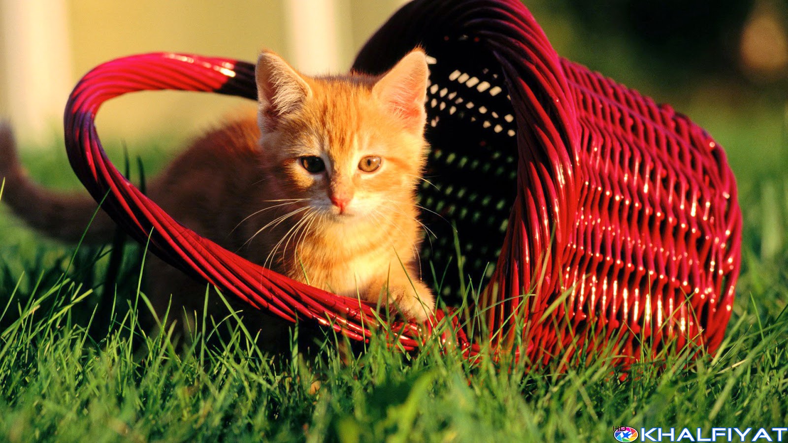 خلفيات-Khalfiyat-HD