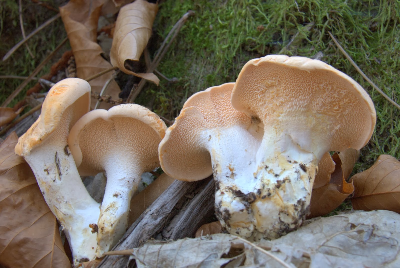 Setas Extremadura : Hydnum Repandum