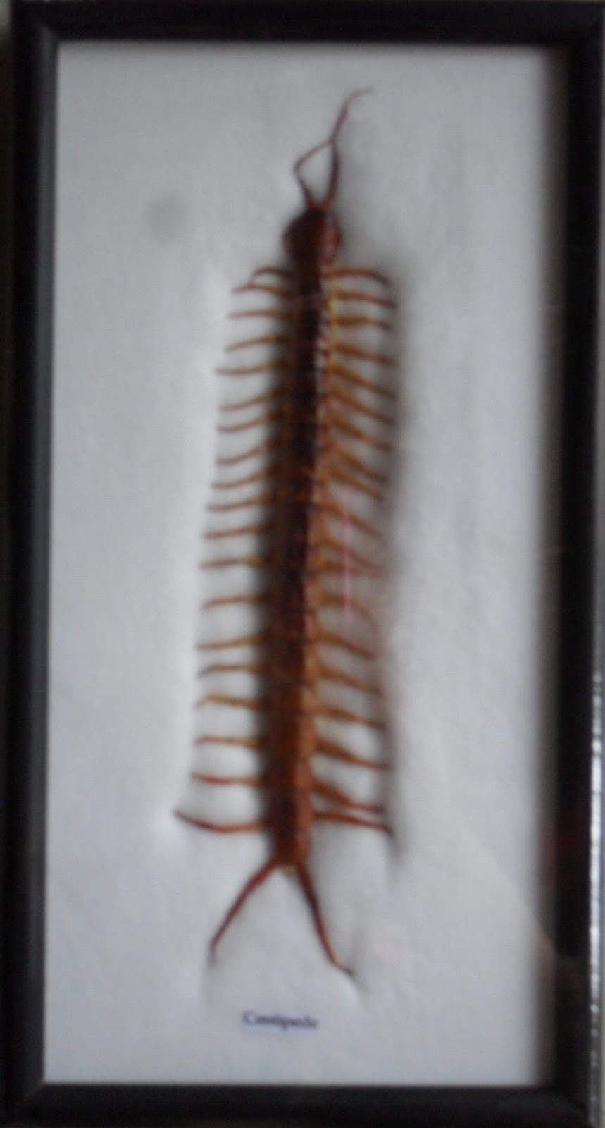 Thailand Insects &Butterflies frame: Real beautiful framed insect Bugs ...