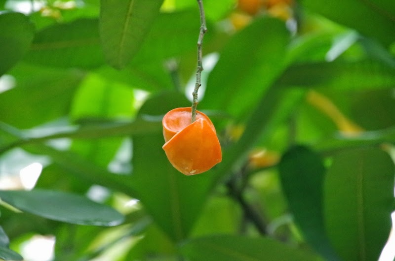 Trees and Plants: Eve's Apple, Forbidden Fruit (TAbernaemontana Dichotoma)