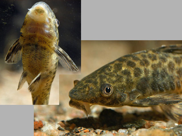 Peixes Gaúchos: Siluriformes ==> Loricariidae