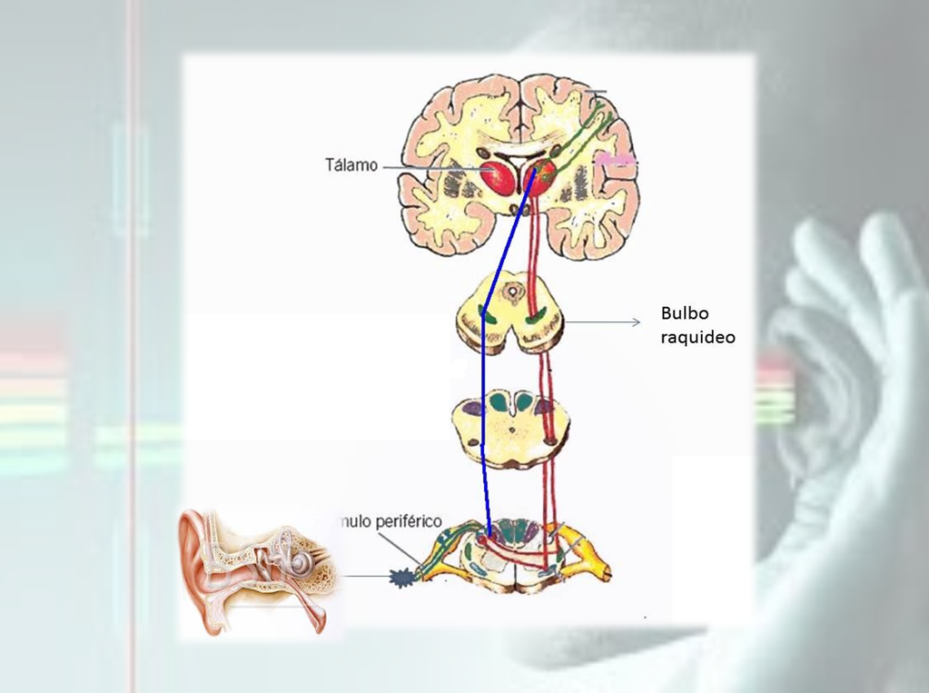 Neurofisiología: VIA AUDITIVA