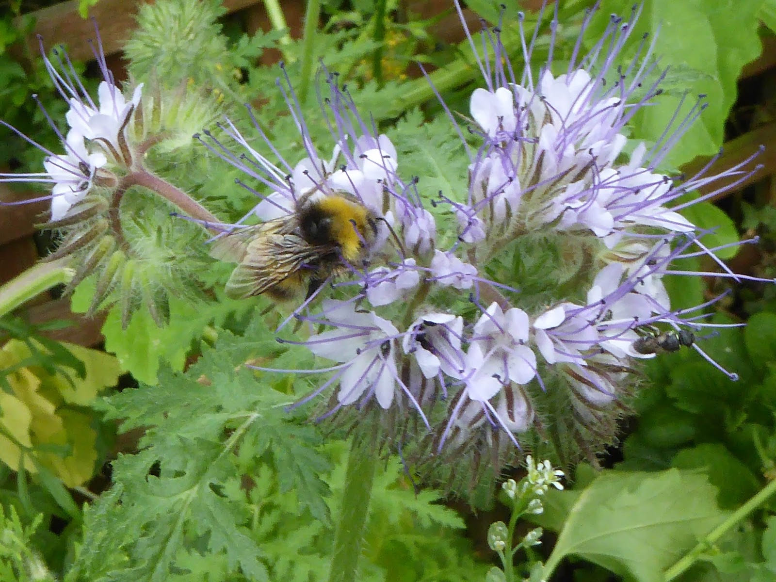 Wild and Wonderful: My BBC Springwatch SOS Wildflower Trough (5 ...