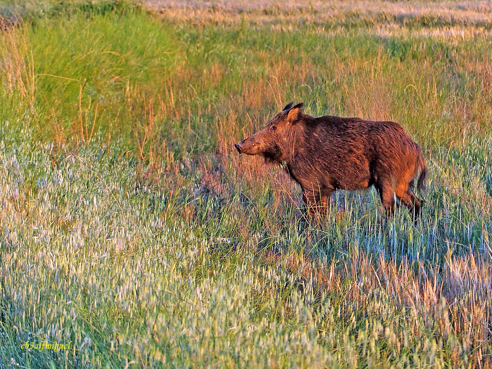 Miguel fotografia: Jabali