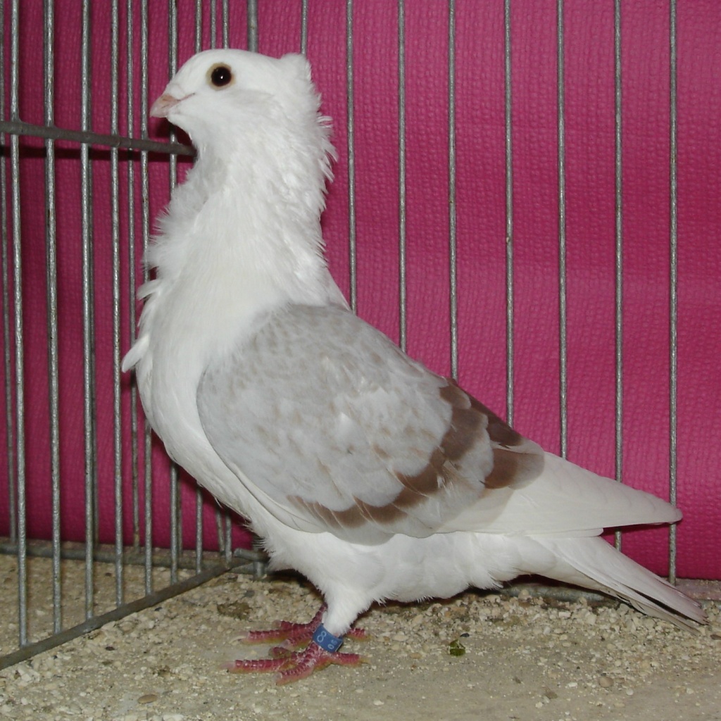 Ghent owl pigeons ( Gentse Meeuw ) - Pigeons fall