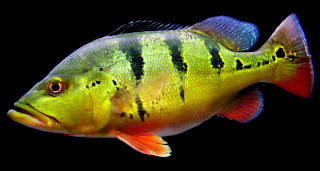 Fresh Water Fish: Cichla Monoculus