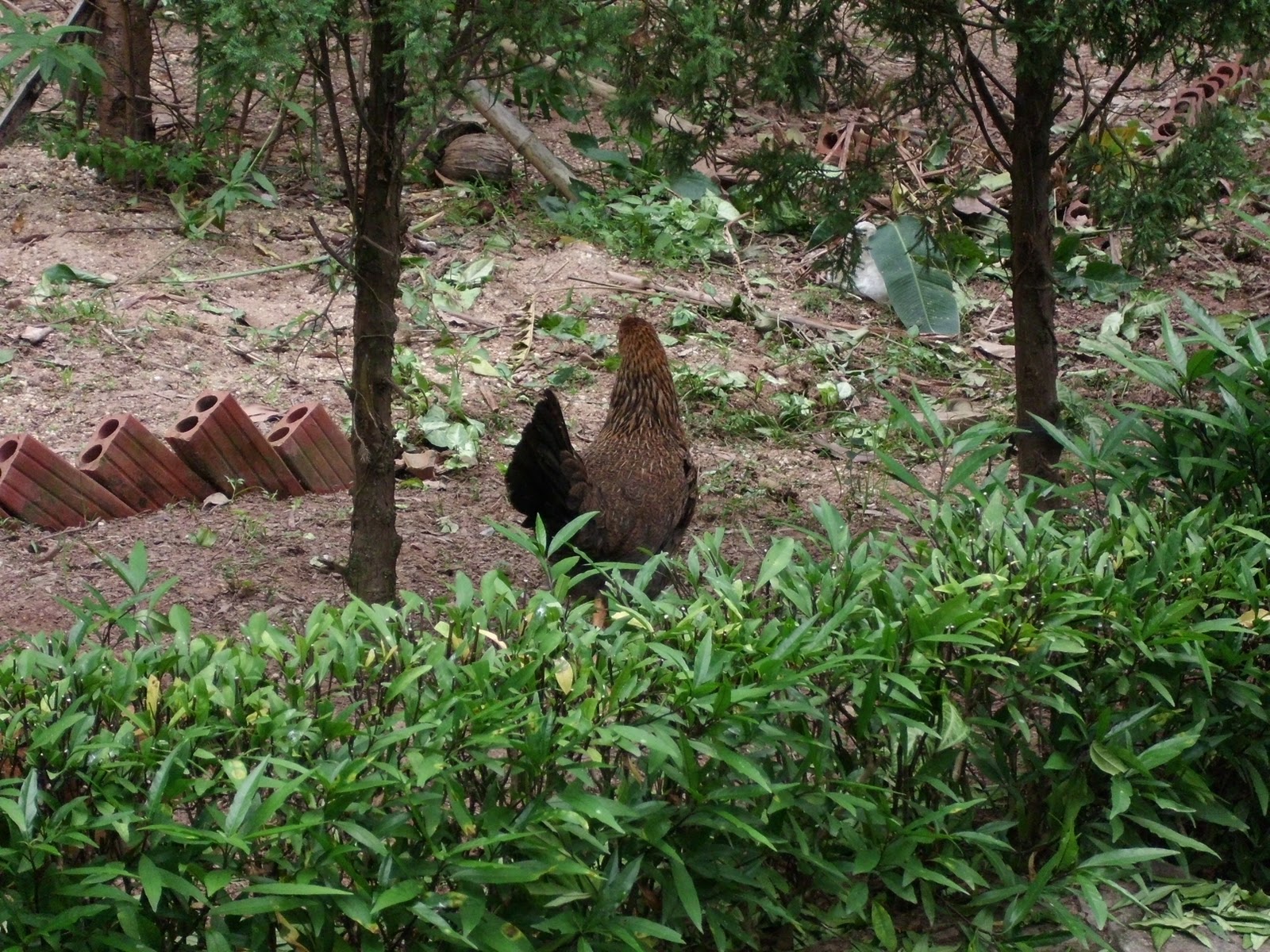 Atléticos de Hanoi / Cimbrel justiciero de Hanoi: CUANDO LA COMIDA CHILLA