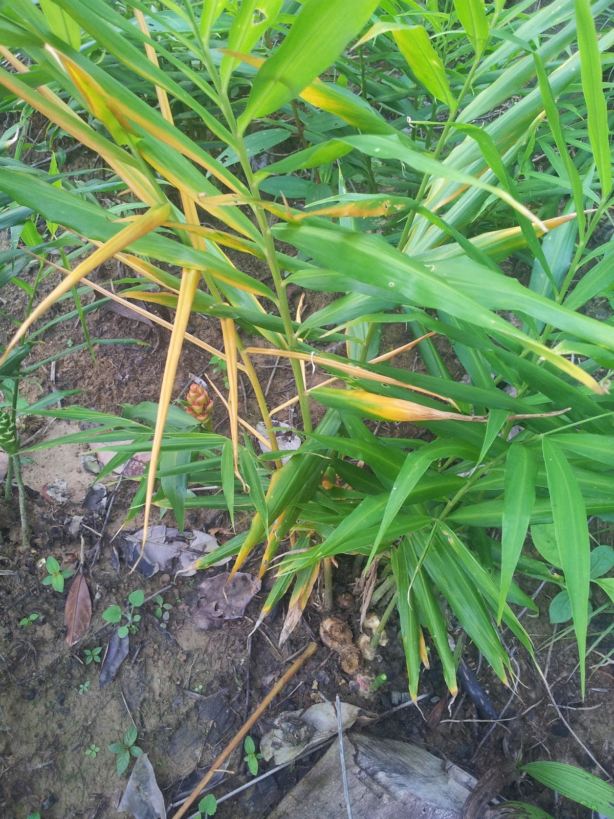 Tanaman Halia: Tanaman Halia 3rd.