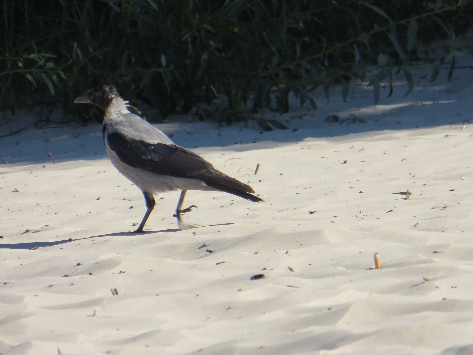 Polska jest Piękna: Wrona szara i pliszka siwa