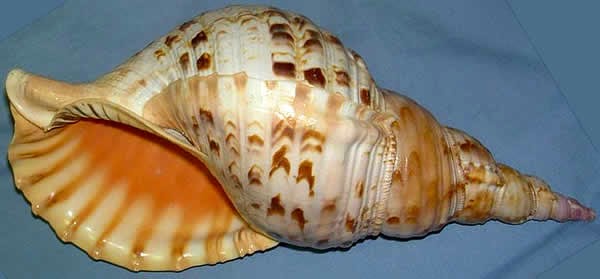 infosanjeewa: LEFT TURN TRITON