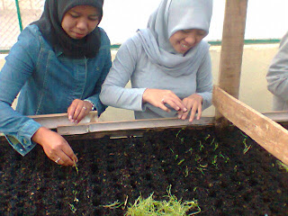 Balai Benih Hortikultura Loka Bantaeng: Aklimatisasi Planlet Kentang