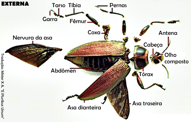 INSECTA : Inseto do dia: Barata. (by: Mister X A.)