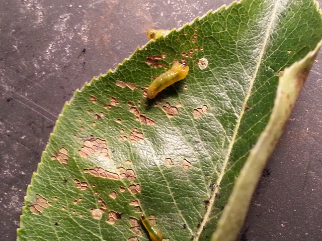 The Flower Bin: Some pesky garden things to watch for now.