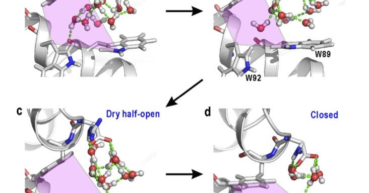 Water in Biology: Are hydrophobic protein surfaces like big or small ...