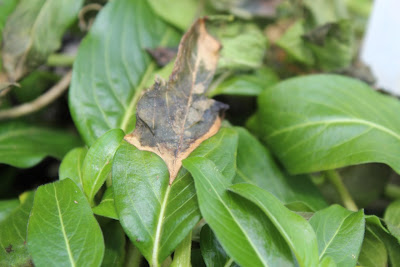 UK - Diseases of Fruit Crops & Ornamentals: Aerial Blight Infections on ...