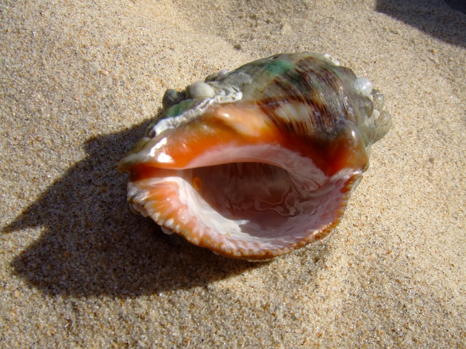 La cueva del tasugo: LA CARACOLA DE MAR