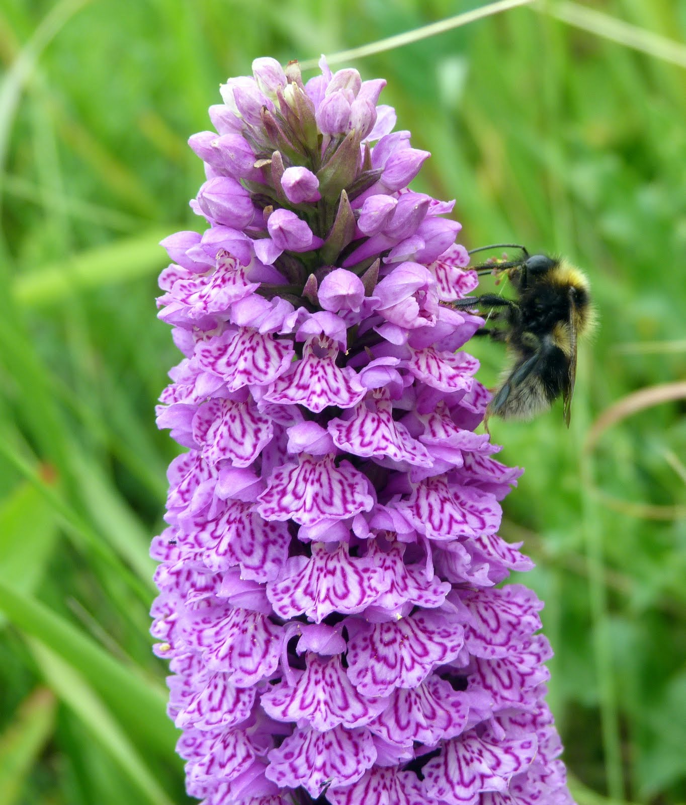 CityBirding: Weetslade Country Park