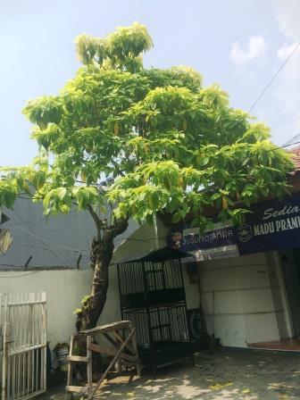 Pisonia grandis 'Alba' | Pustaka Flora | Database Tanaman Landscape
