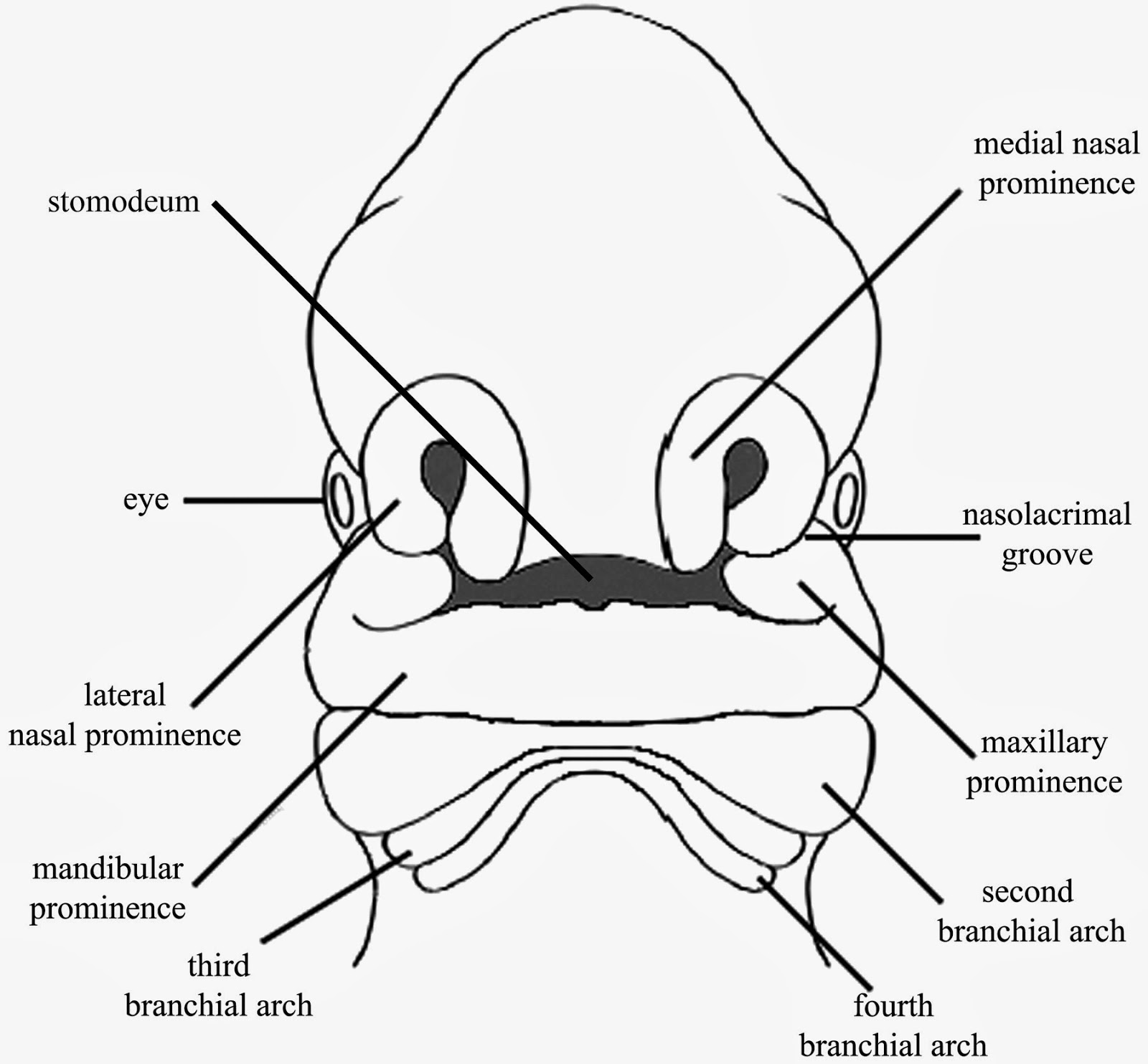 Ciencias de Joseleg: Formación del canal bucofaríngeo en el desarrollo ...