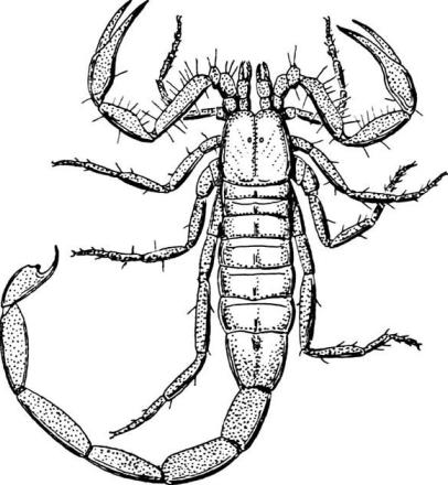 ALACRAN DIBUJO - Imagui