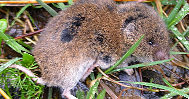 Macizo de Gorbeia: Topillo lusitano