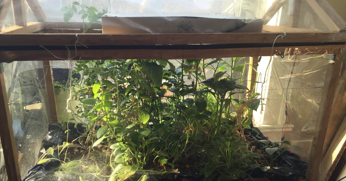 Raspberry Pi Powered Hydroponics: Winter Update: Lush hydroponic growth ...