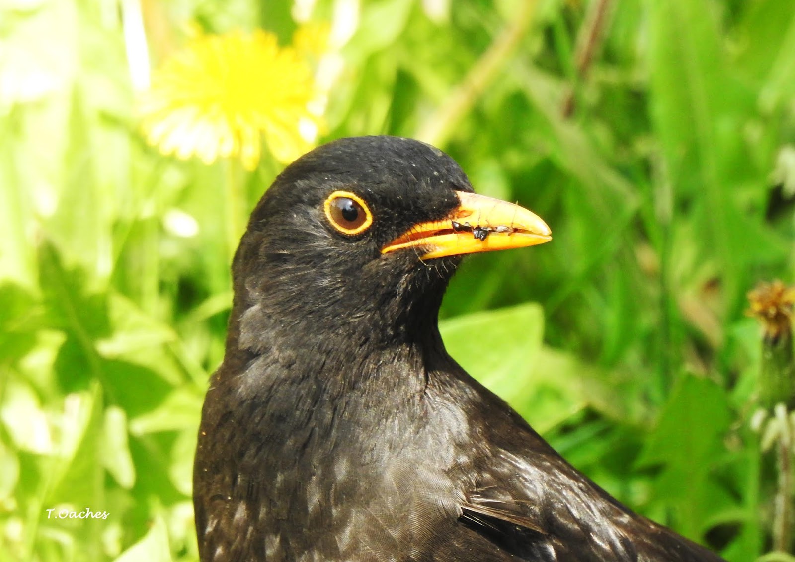 PASARI DIN ROMANIA: MIERLA (1), Turdus merula