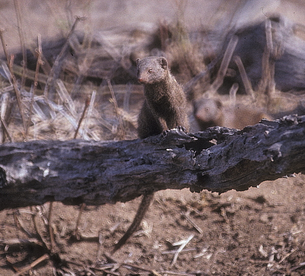 birding never sleeps: SOUTH AFRICA August 1991: Natal & Transvaal