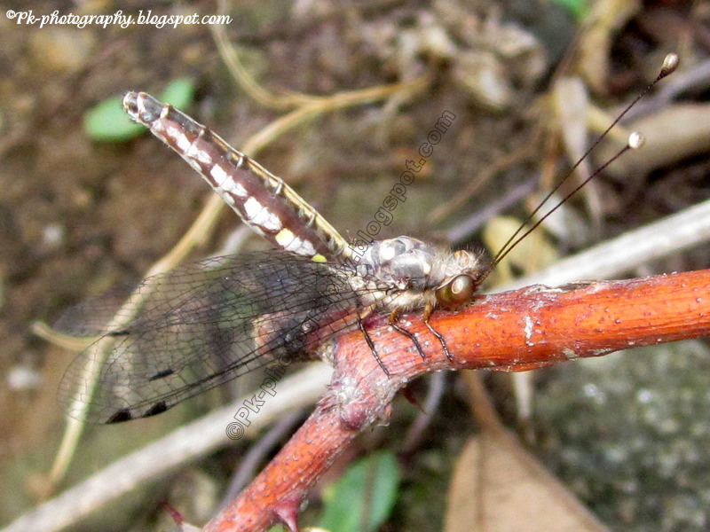 Owl-flies | Nature, Cultural, and Travel Photography Blog