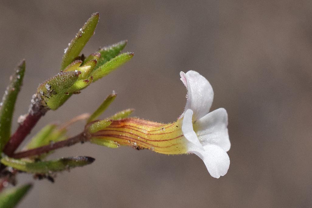 Space Coast Wildflowers: Malabar Scrub Sanctuary, February 24, 2017