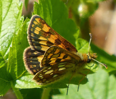 Yukon Butterflies: Arctic skipper