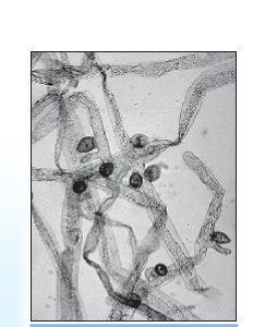 Chrysophyta - Our Akuntansi