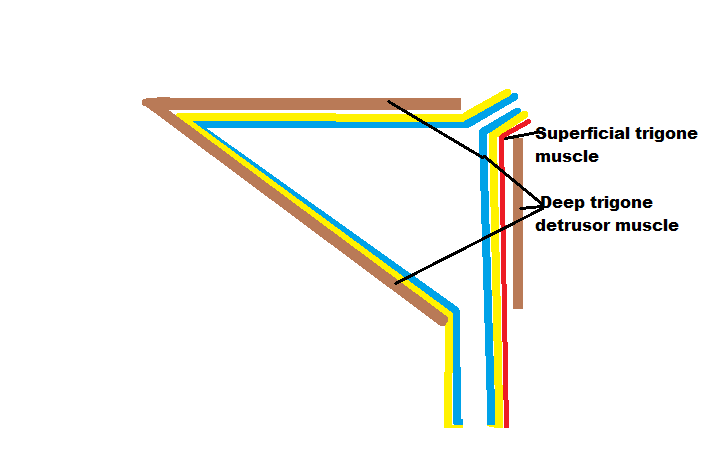 easyhumanatomy: Trigone of urinary bladder