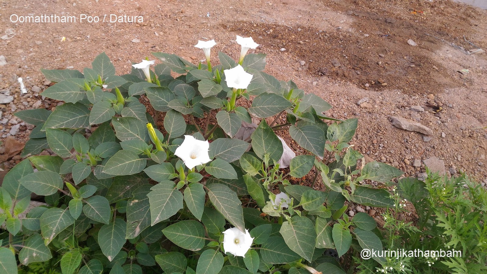 Flowers from My Cam: 18. Oomaththam Poo / Datura / Moon Flower ...