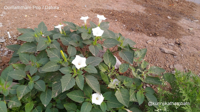 Flowers from My Cam: 18. Oomaththam Poo / Datura / Moon Flower ...