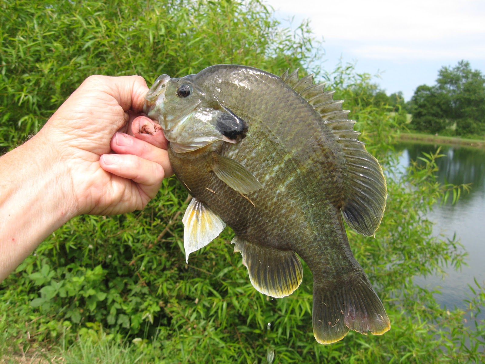 Bluecollar Fishin with Jim: THE QUEST FOR FOOT-LONG SUNFISH