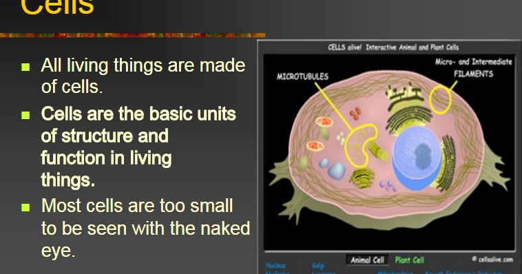 CELL THEORY24: Cells All living things are made of cells. Cells are the ...