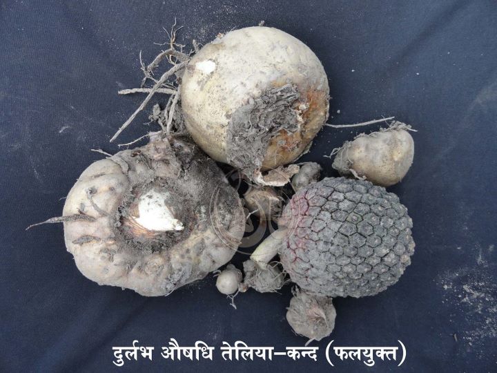 RARE AND MIRACULOUS MEDICINAL PLANT DISCOVERED BY PATANJALI YOGPEETH ...
